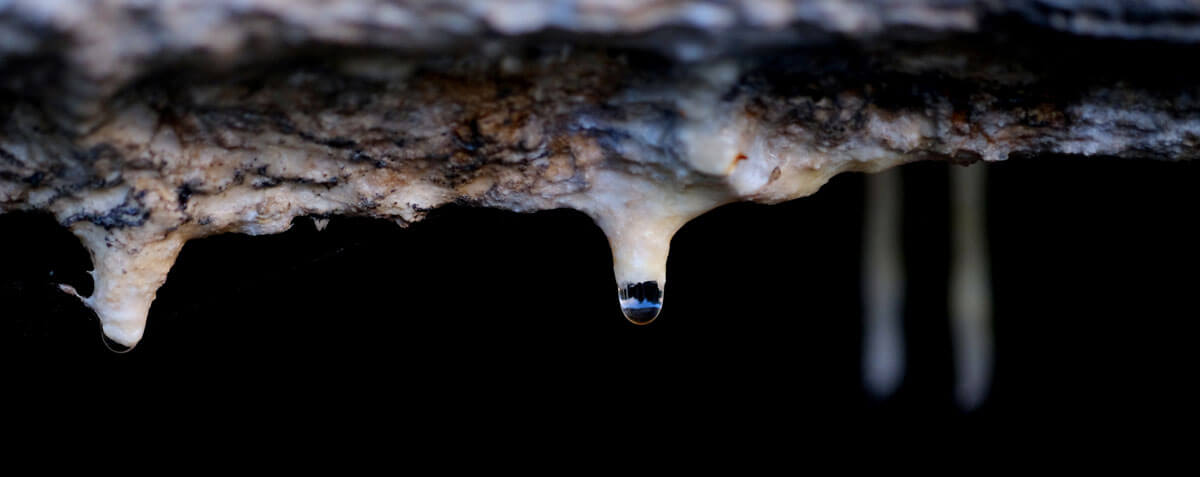 Include ACCA in Your Will or Estate Planning - American Cave ...