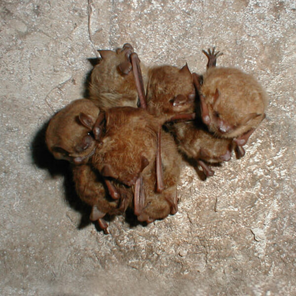 Donate to ACCA - American Cave Conservation Assoc.